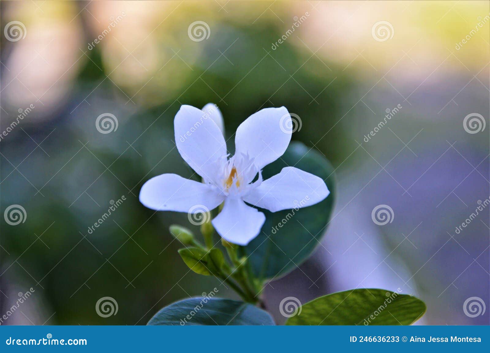 White small flower stock image. Image of shrub, leaf - 246636233