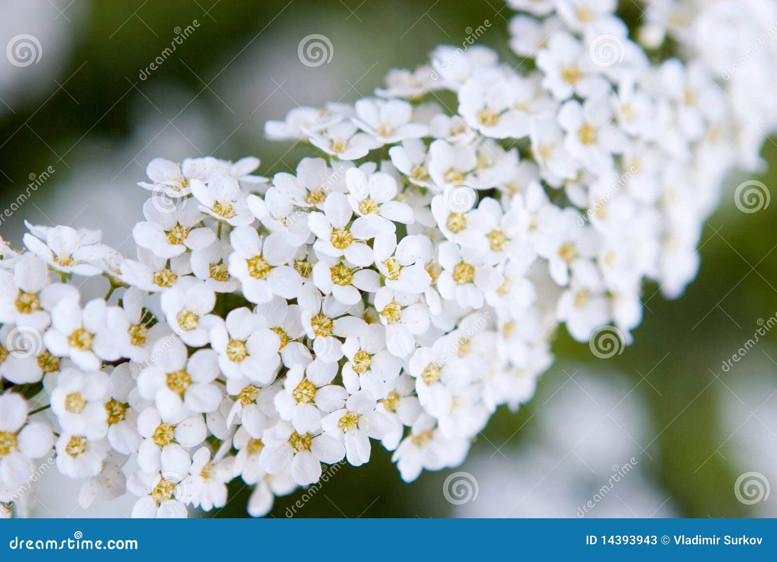 White small flowers stock image. Image of fresh, front - 14393943