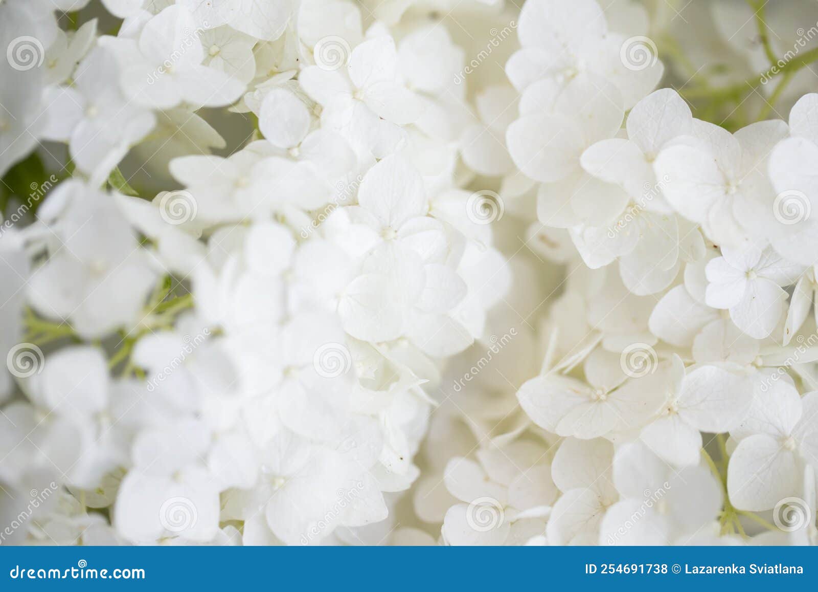 White small flowers stock photo. Image of colored, botany - 254691738