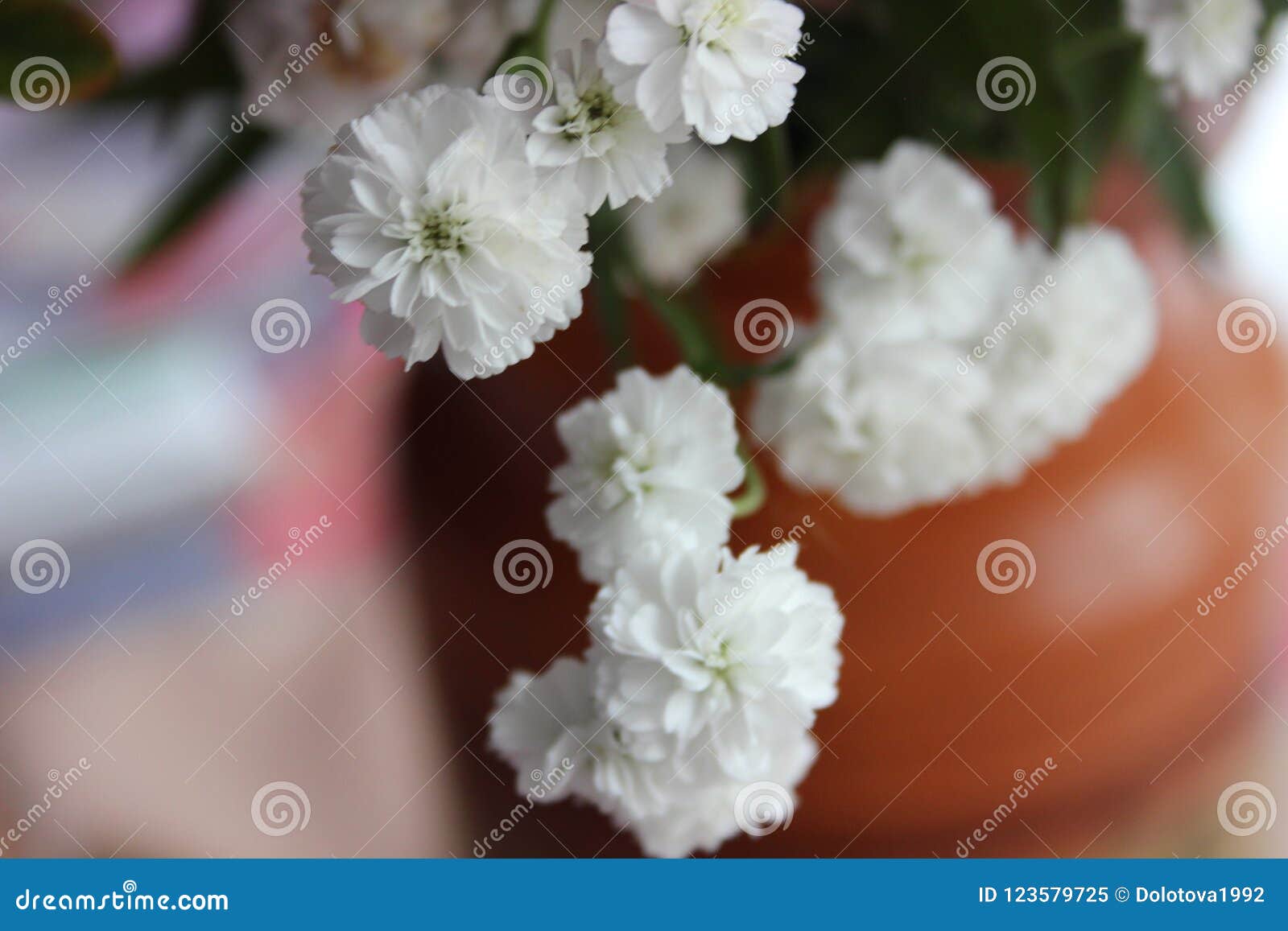White small flowers stock image. Image of elegant, summer - 123579725
