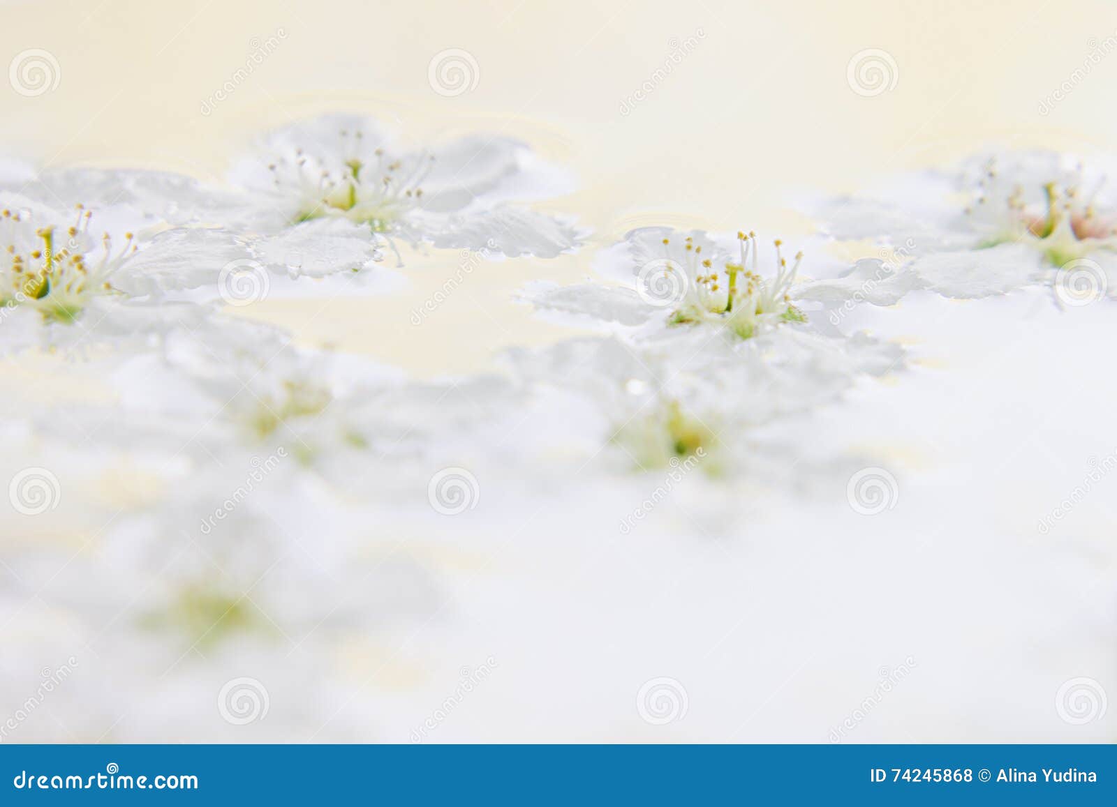 White Small Flowers on the Water. Floral Pattern. Wedding, Spring ...