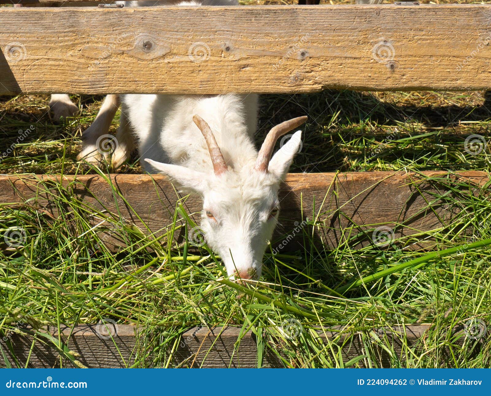 White Small Goat is Eating Green Grass Stock Photo - Image of beautiful ...