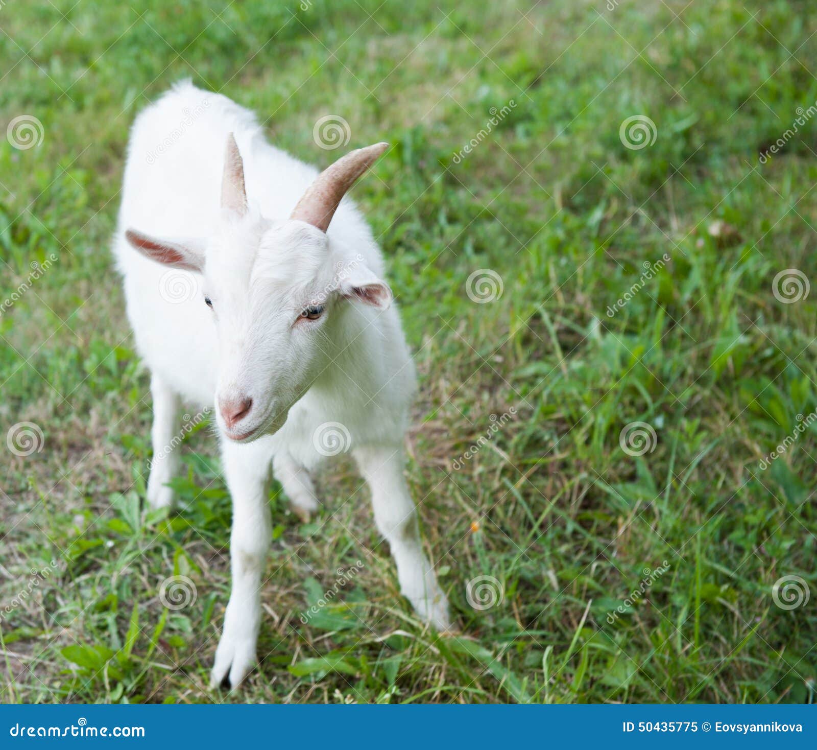 Small Goat Of Nubian Breed Stands On A Field With Green Grass, Brown ...
