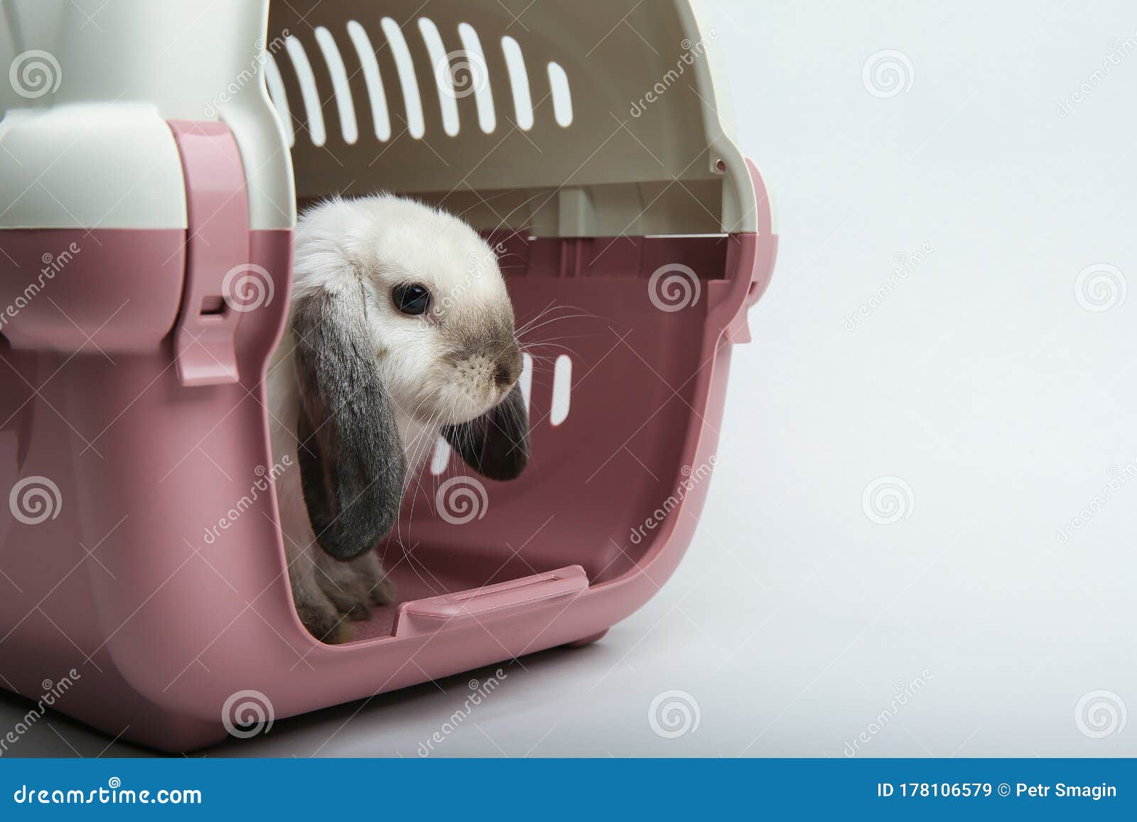 White Small Lop-eared Rabbit Baby Stock Image - Image of domestic ...