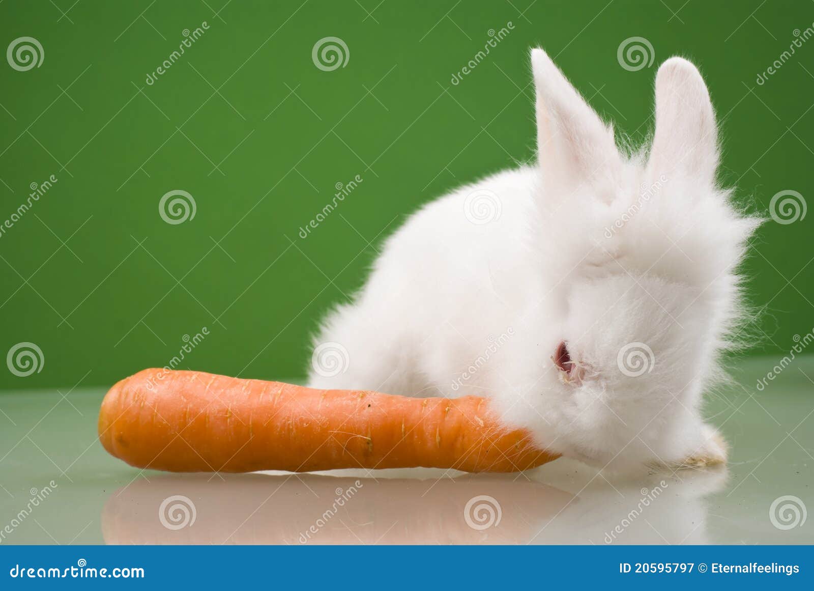 White small rabbit stock image. Image of camera, reflection - 20595797