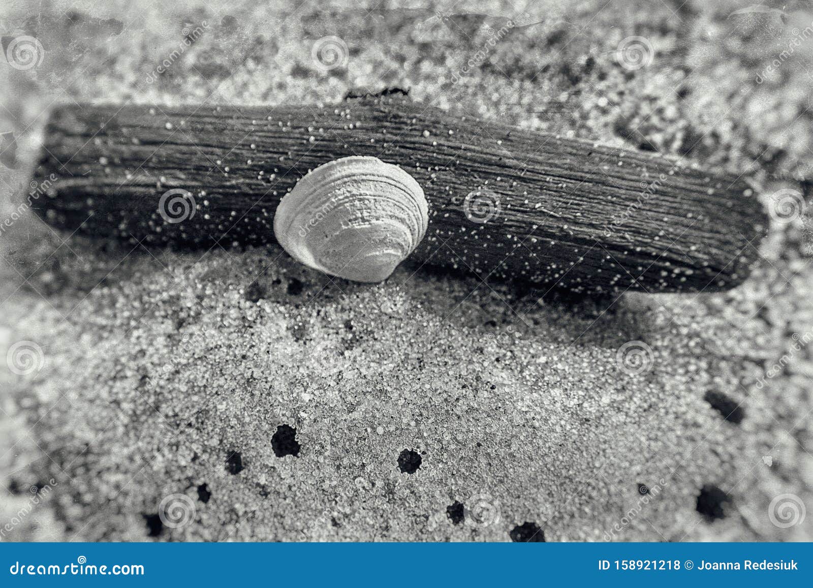 White Small Shell on a Piece of Stick on the Beach Against the ...