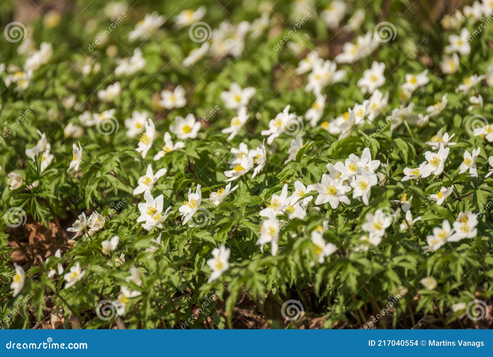 White Small Spring Flowers Closeup on Green Meadow Stock Photo - Image ...