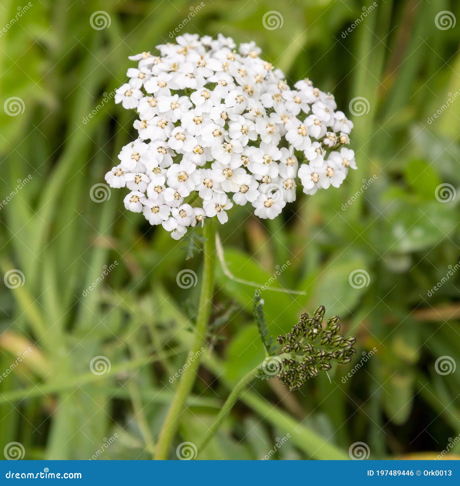 White small wildflowers stock photo. Image of grass - 197489446