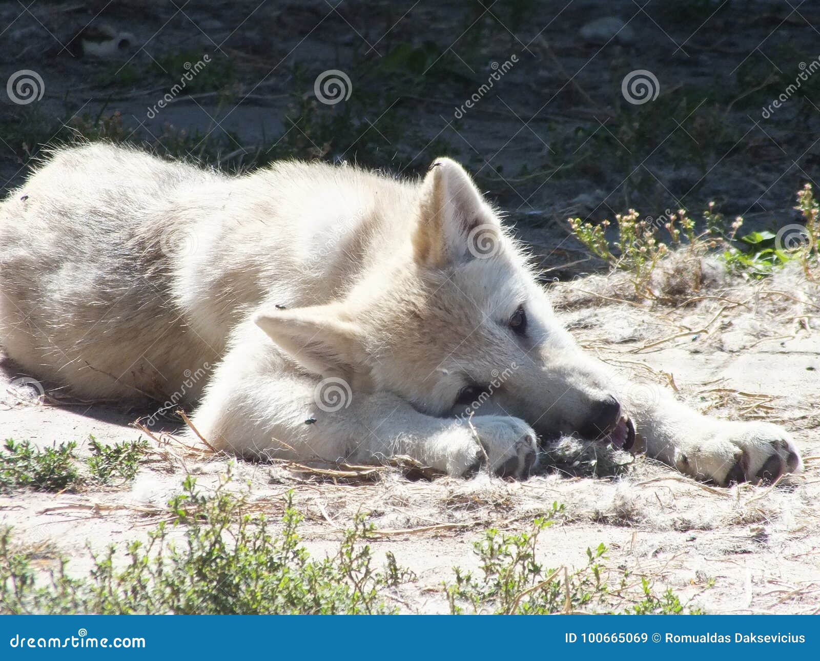 White small wolf stock image. Image of little, beautiful - 100665069