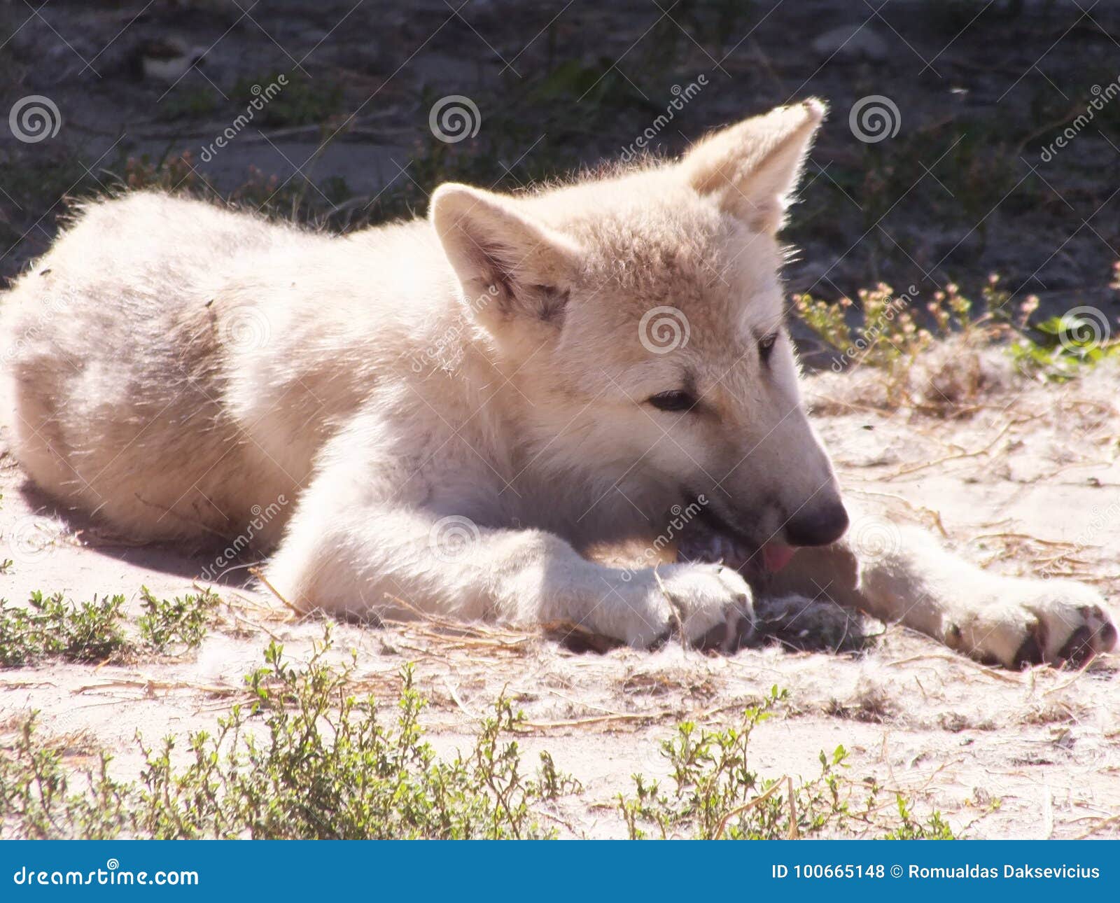 White small wolf stock photo. Image of husky, happy - 100665148