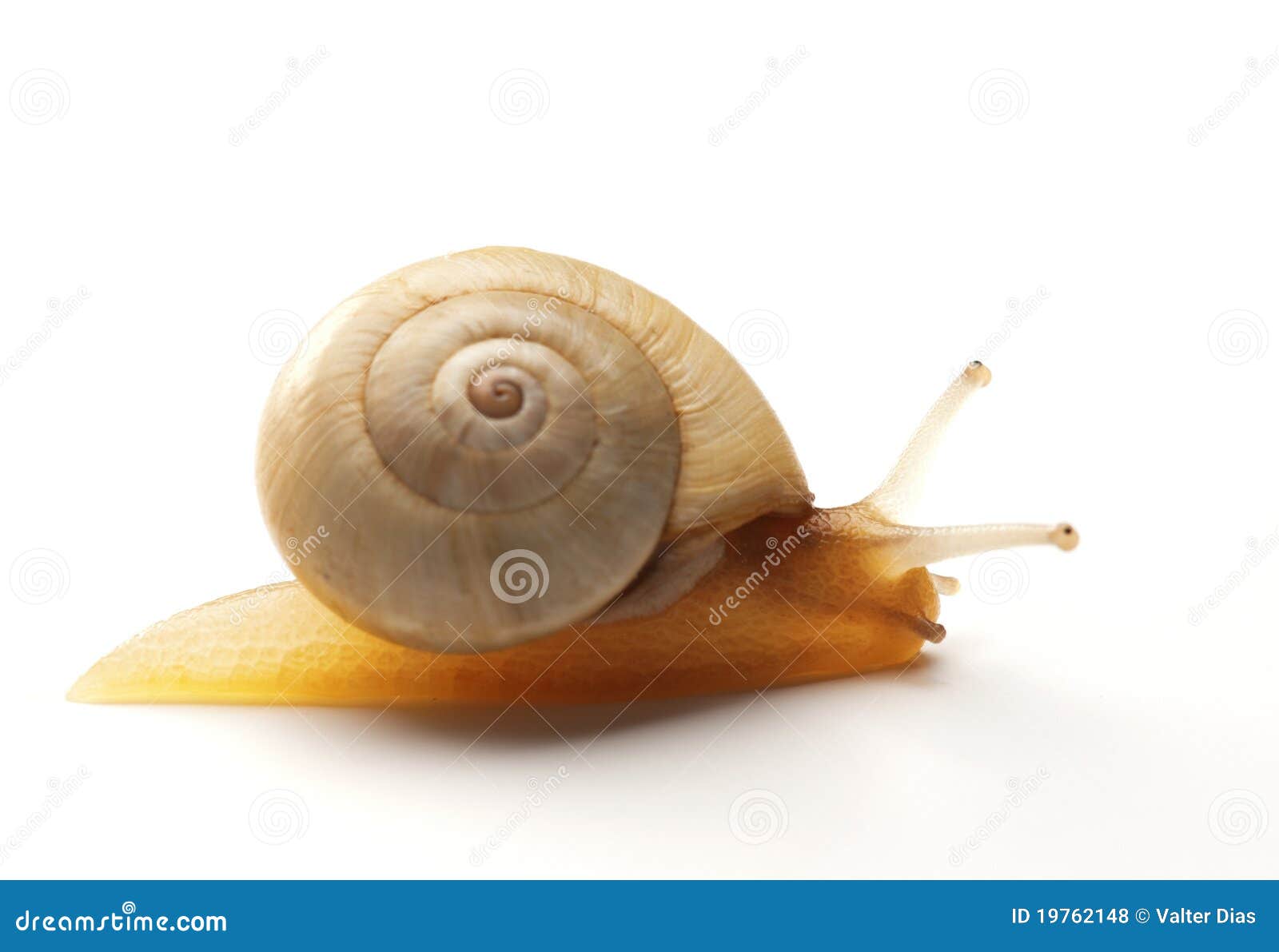 White Snail stock photo. Image of sticky, slow, close - 19762148