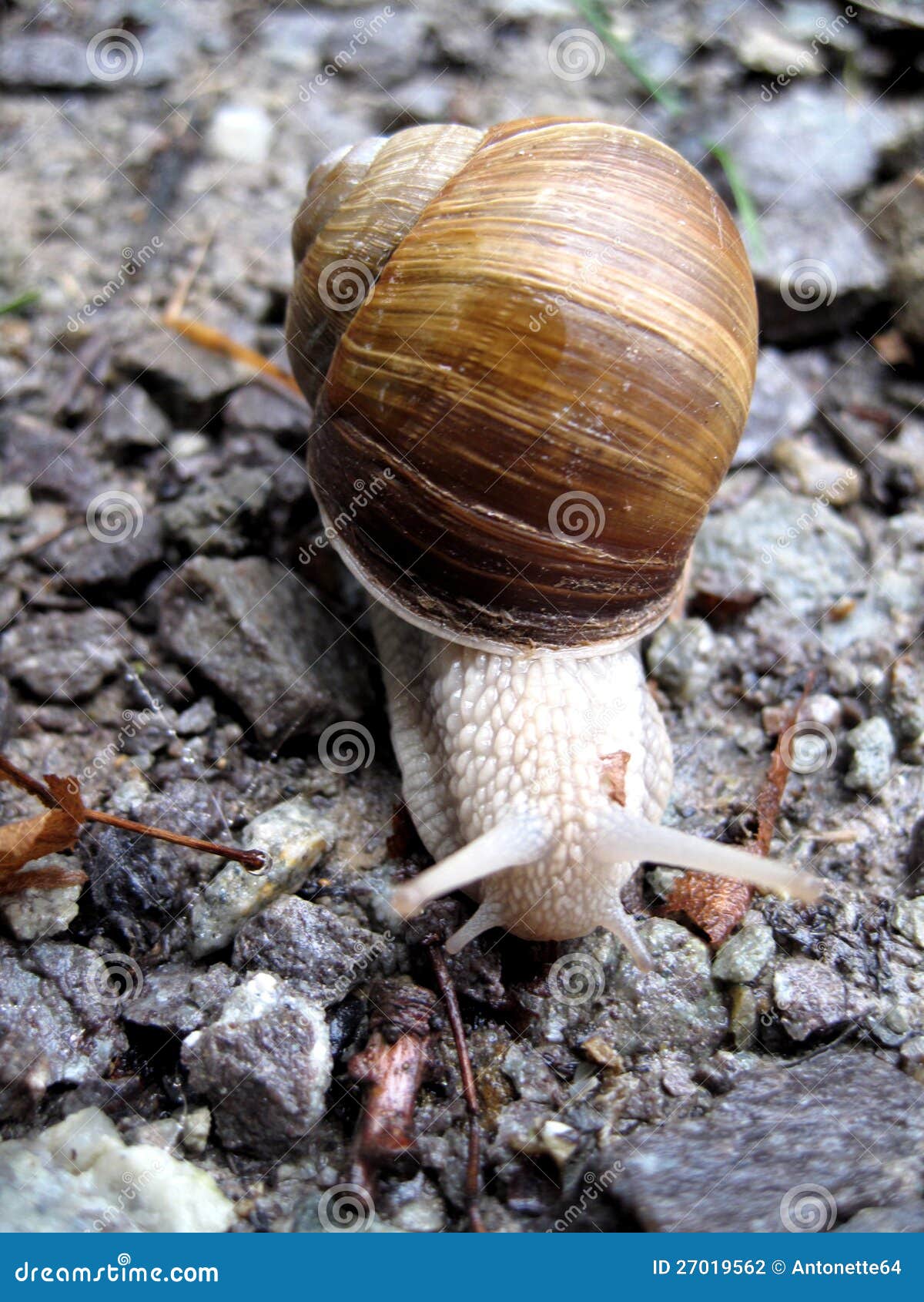 White Snail Detail on Little Rocks Stock Photo - Image of light, forest ...
