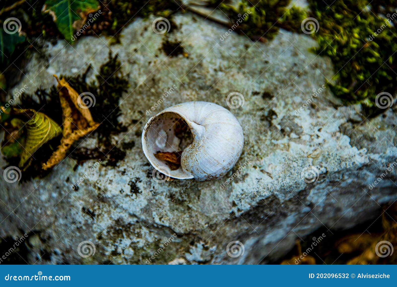 White snail shell stock photo. Image of object, background - 202096532