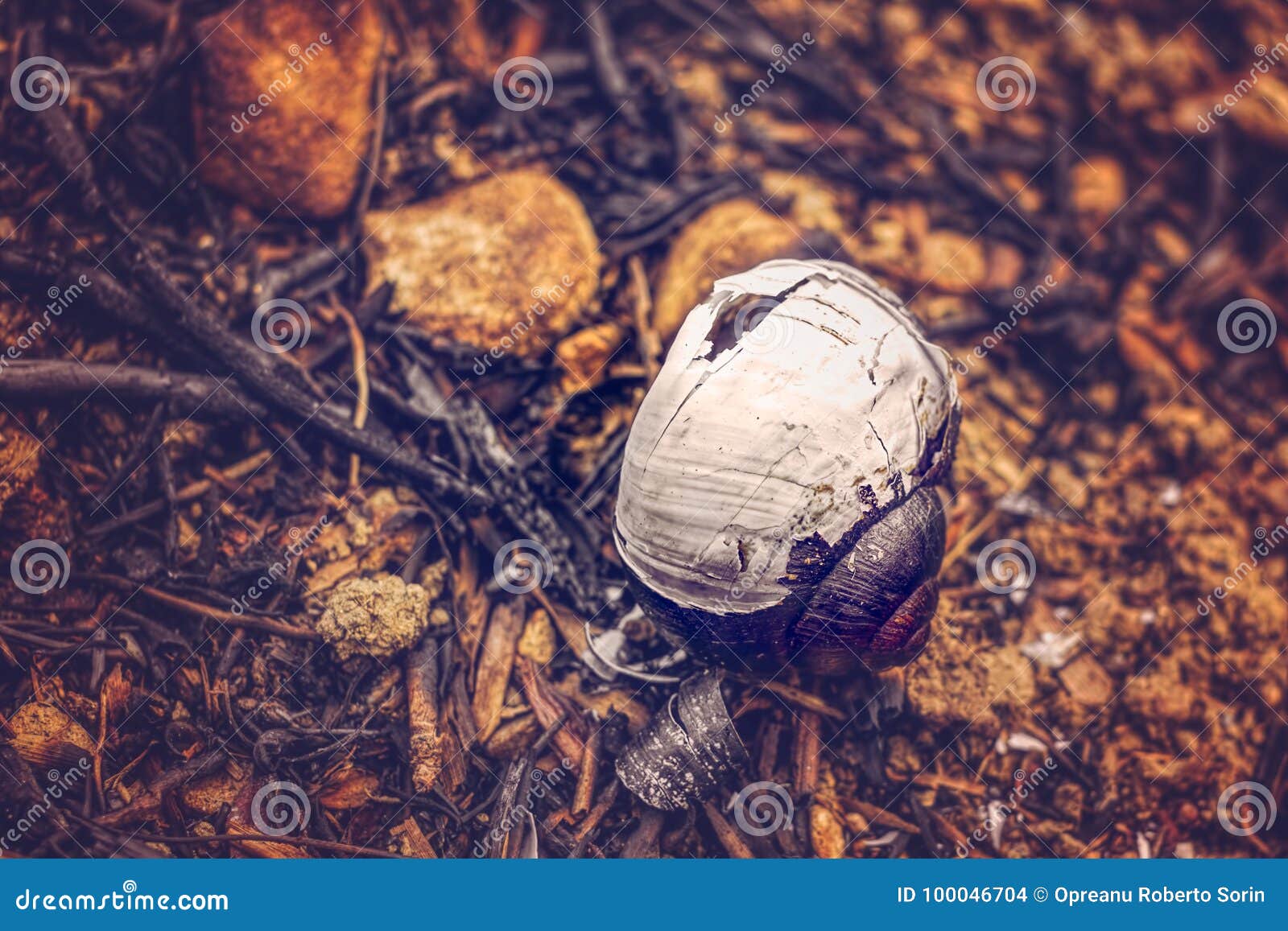 White Snail Shell Charred Ashes of a Fire, in the Forest. Stock Photo ...