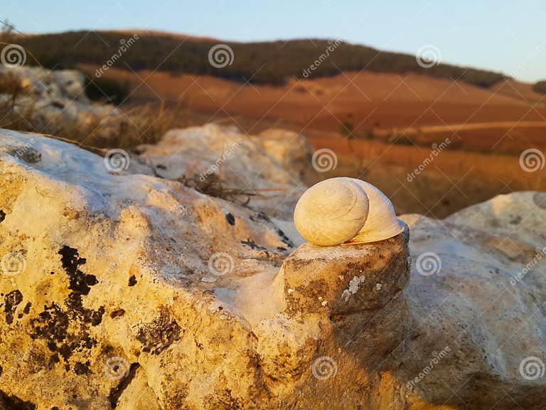 White snail shell stock photo. Image of mountain, dead - 115384612