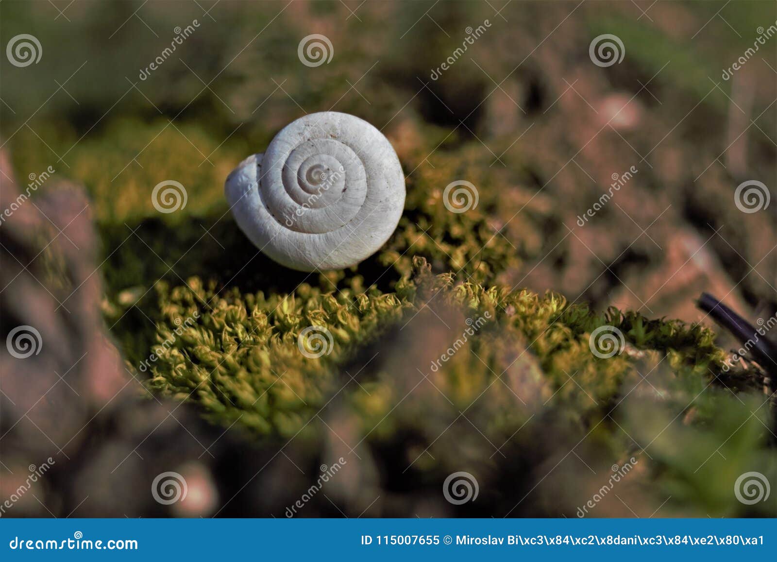 Snail shell on the moss stock image. Image of looking - 115007655