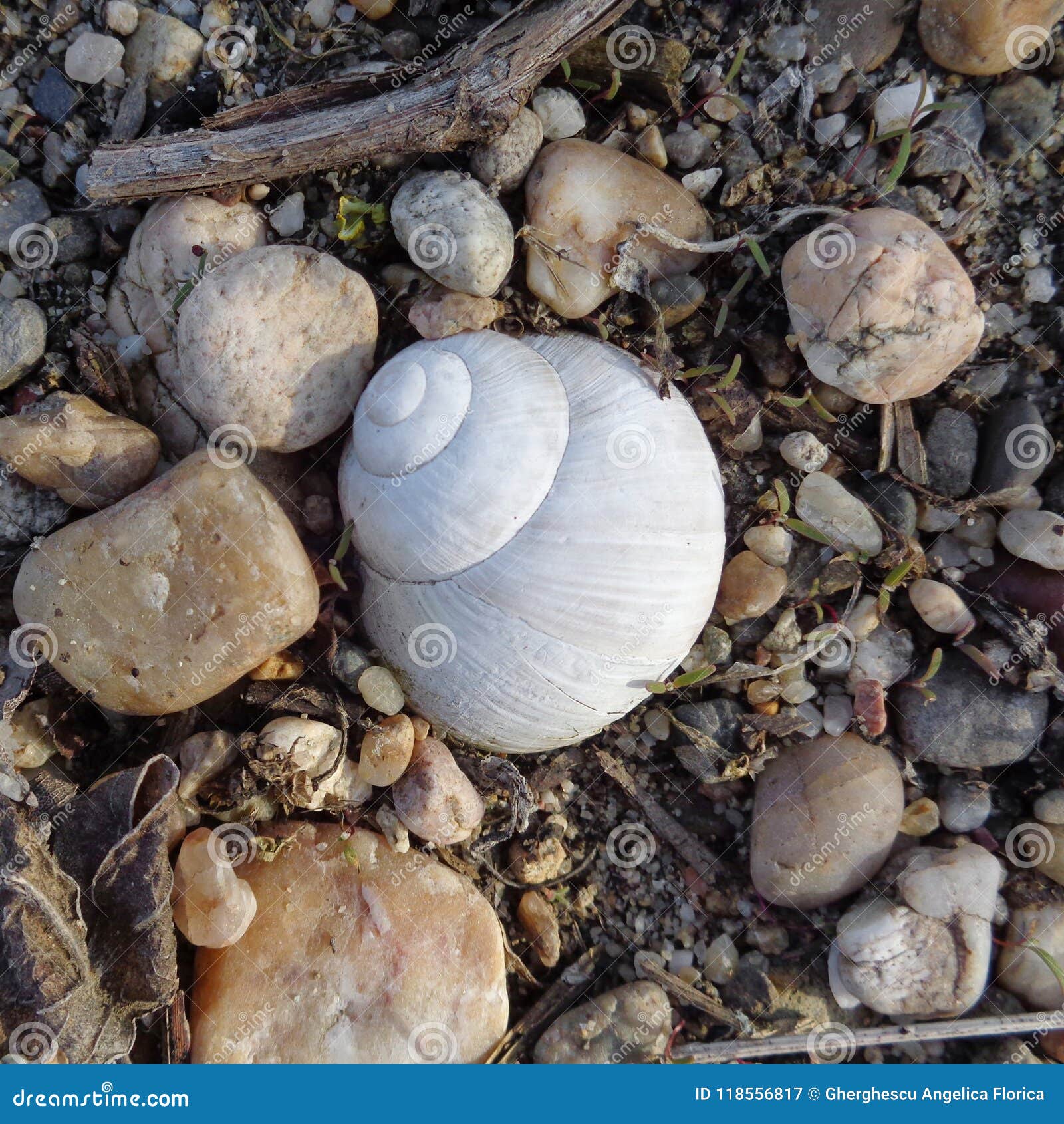 White Snail Shell among Pebbles Stock Image - Image of bright, close ...