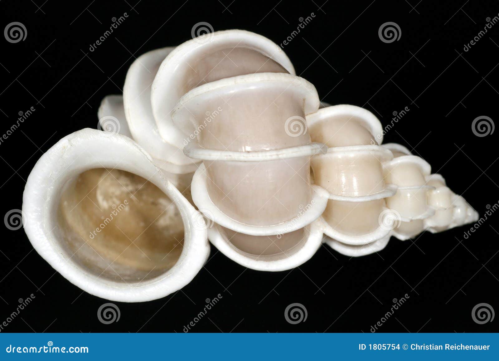 White Snail Shell with Stairs on Black Stock Photo - Image of white ...