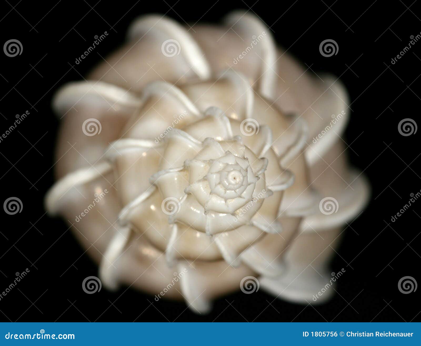 White Snail Shell with Stairs on Black Bottom Stock Photo - Image of ...
