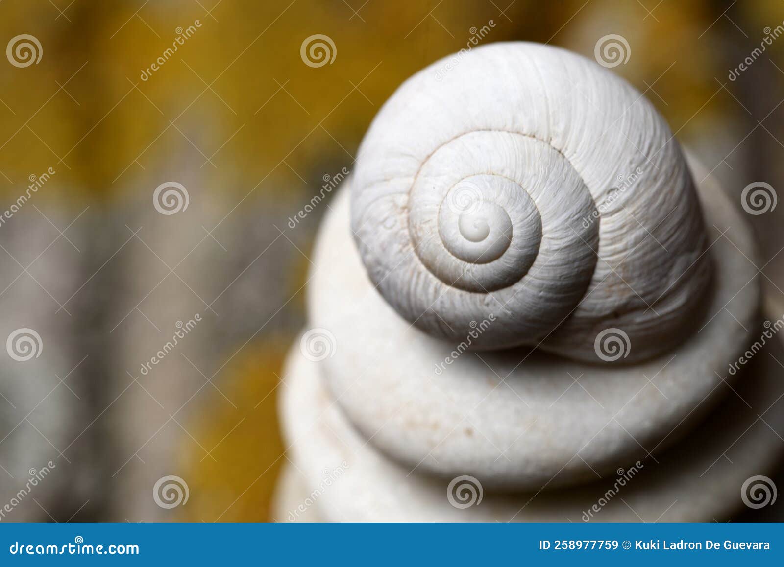 White Snail Shell on Top of a Pile of Stones Stock Image - Image of ...