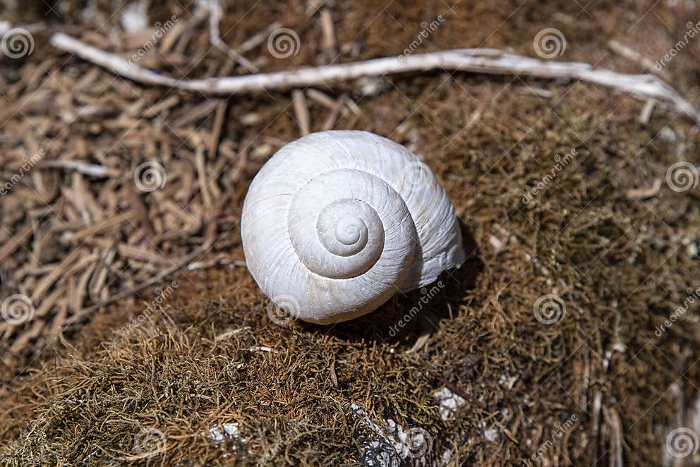 White snail shell stock photo. Image of white, shell - 262491648