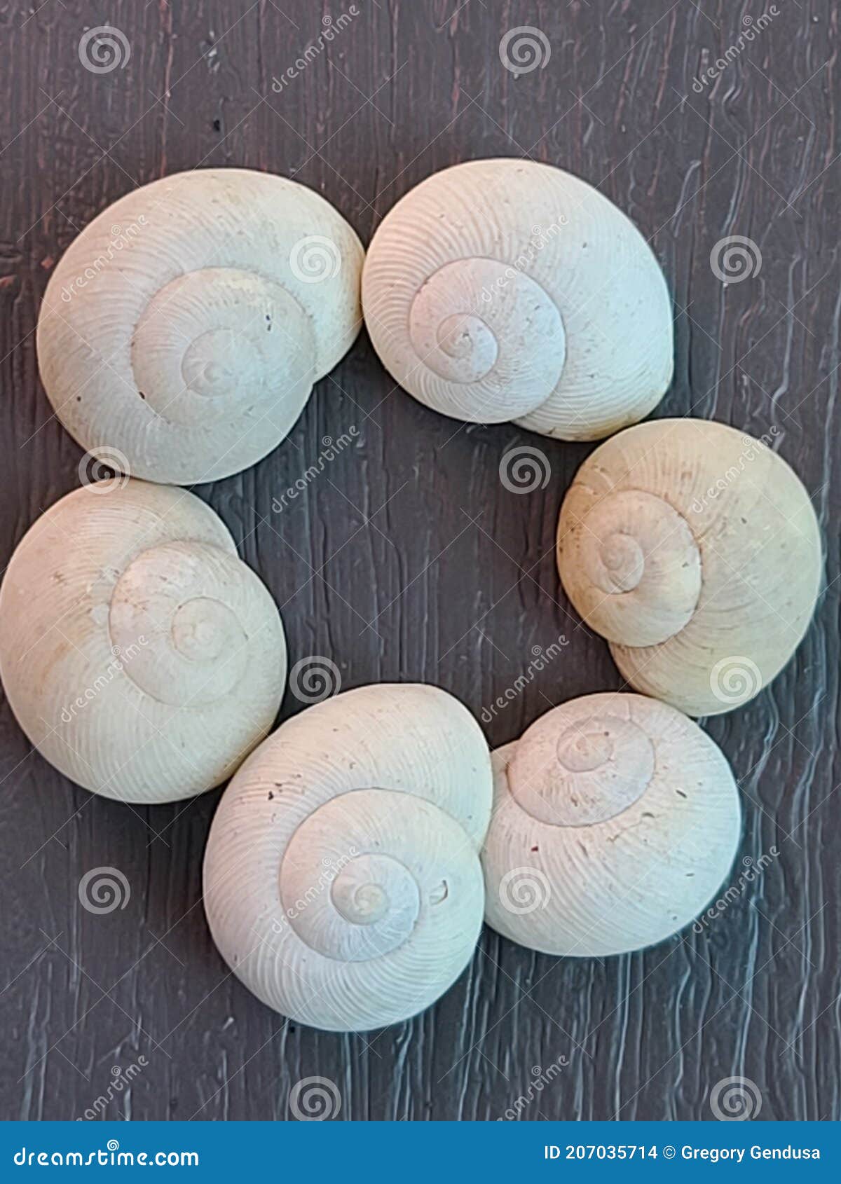 White Snail Shells in Circle Stock Photo - Image of shells, white ...