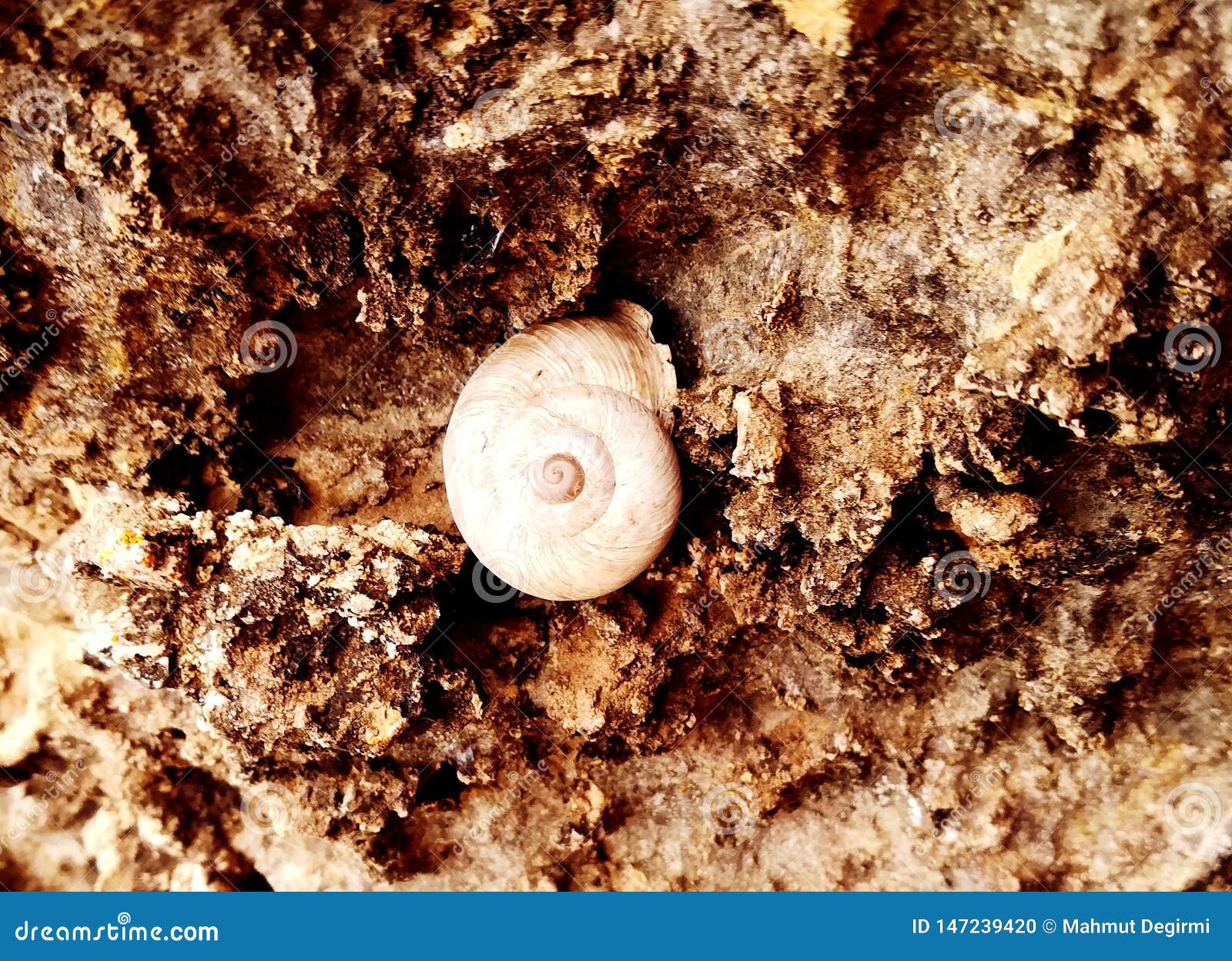 White snail on rocks. stock photo. Image of closeup - 147239420
