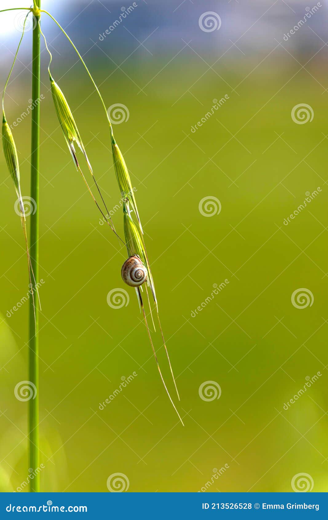 White Snail on a Stalk of Grass Close-up on a Blurred Green Background ...