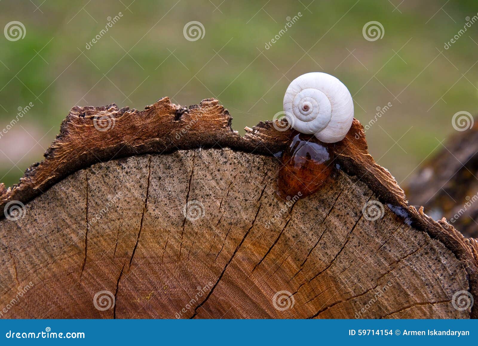 White Snail on a Tree Honey Stock Photo - Image of nature, small: 59714154