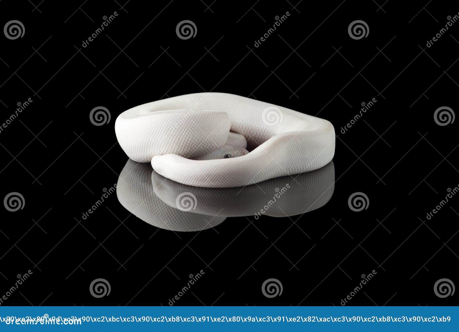 White Snake Ball Royal Python Isolated On Black Background Royalty-Free ...