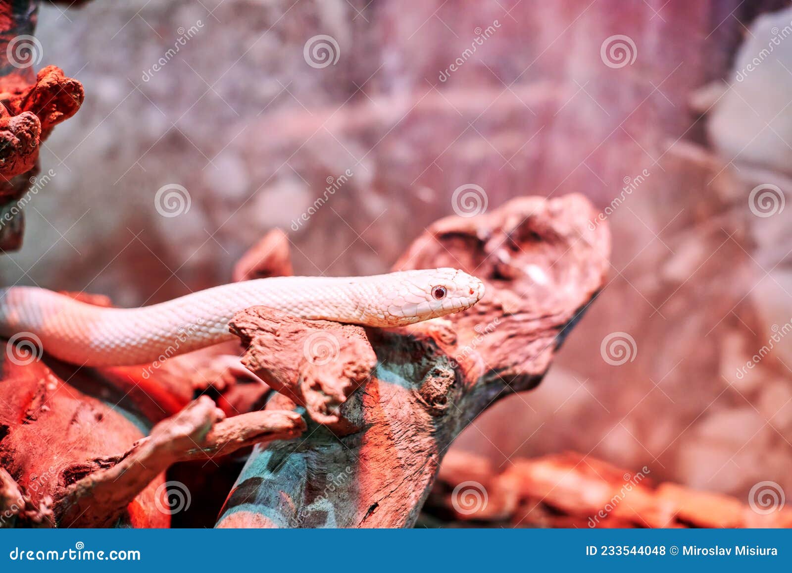 White Texas Snake Crawling on a Tree Branch Stock Photo - Image of ...