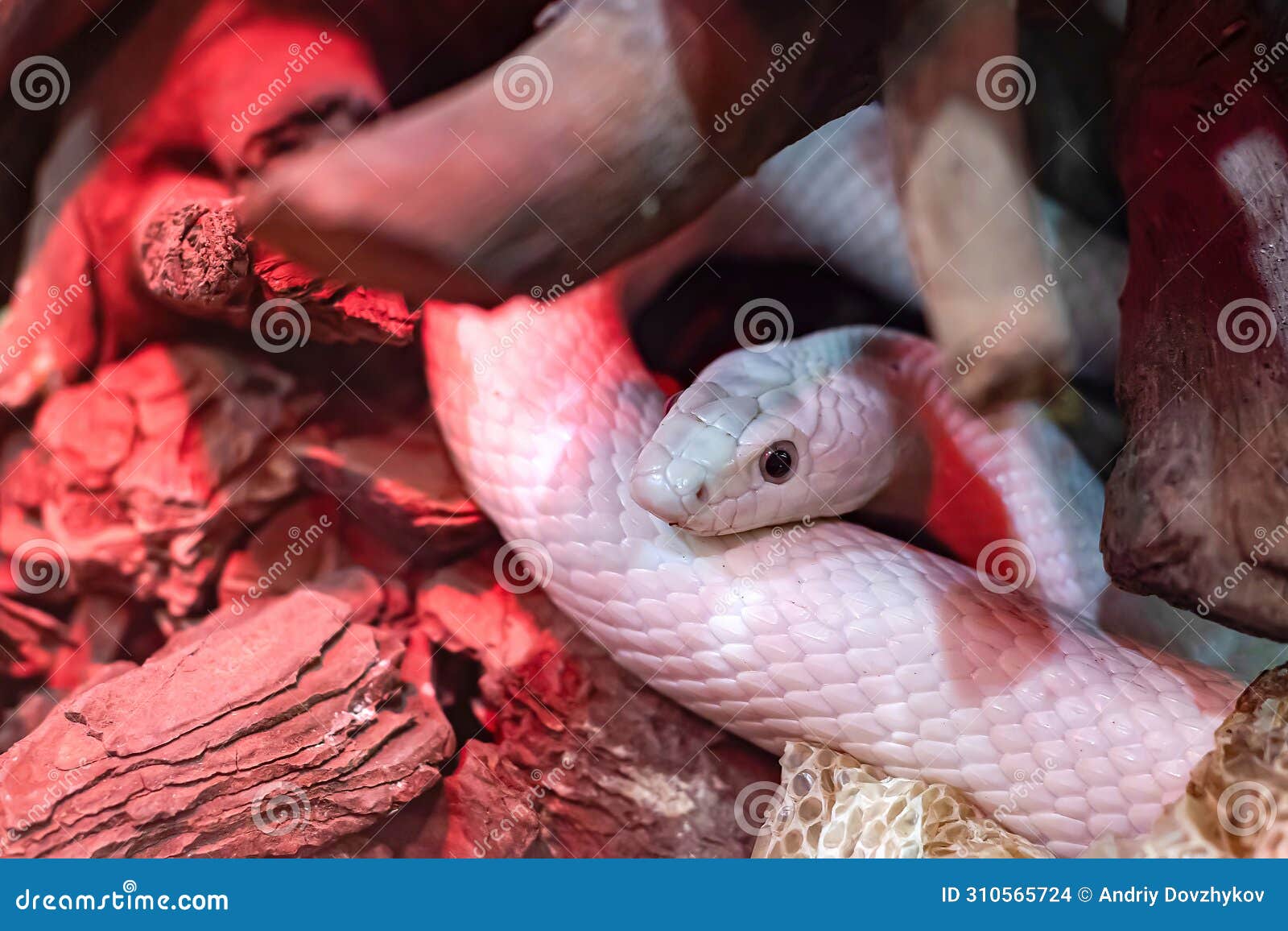 White Snake Behind Glass at the Zoo Stock Photo - Image of colored ...