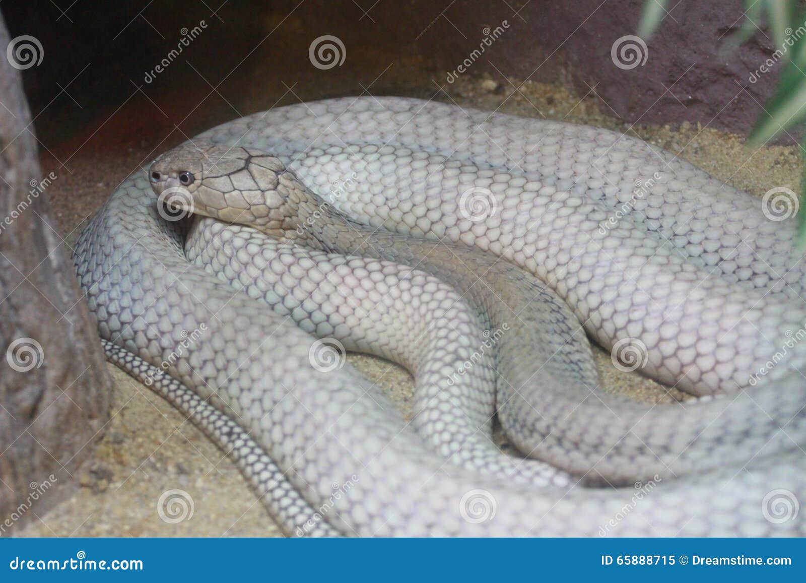 White Snake Royalty-Free Stock Photo | CartoonDealer.com #65888715