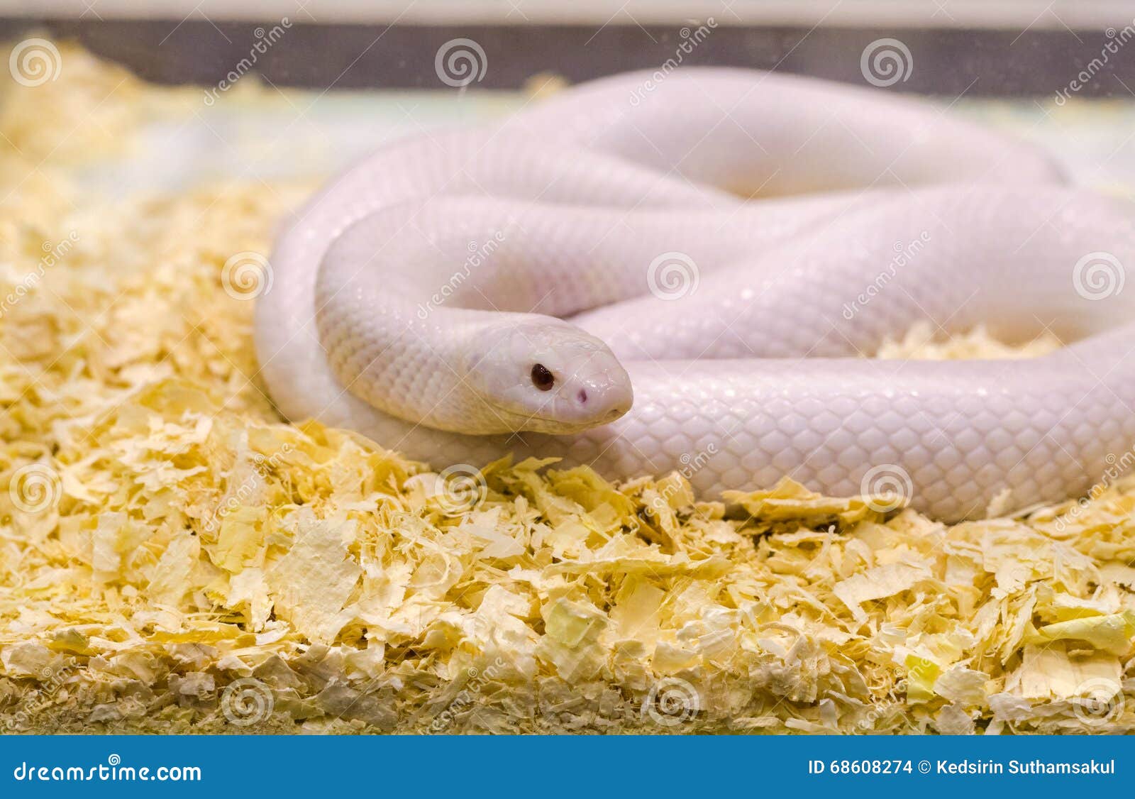 White Snake Royalty-Free Stock Photo | CartoonDealer.com #65888715