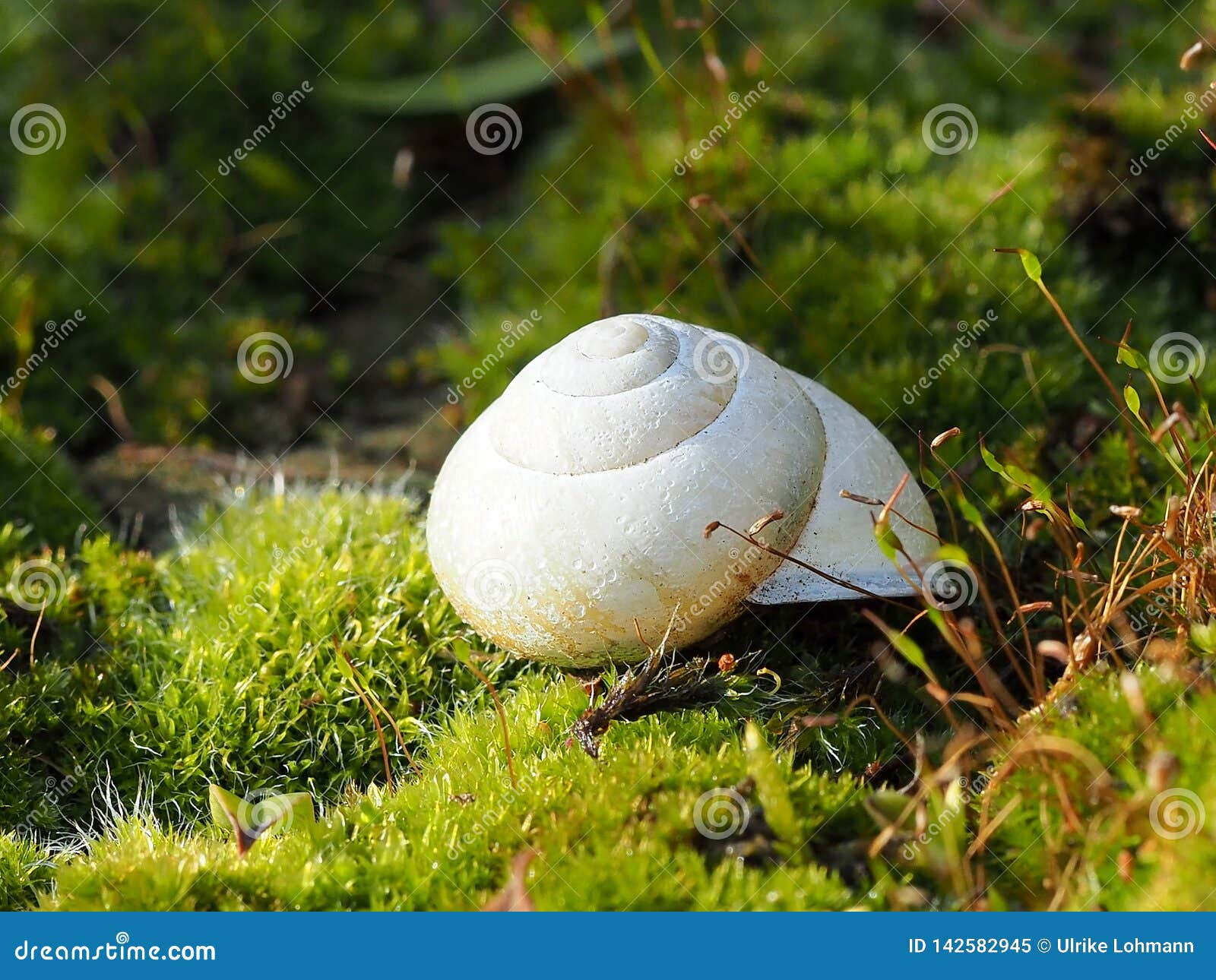 The Shell Of A Snake Is Later On The Ground Above The Dried Leaves ...