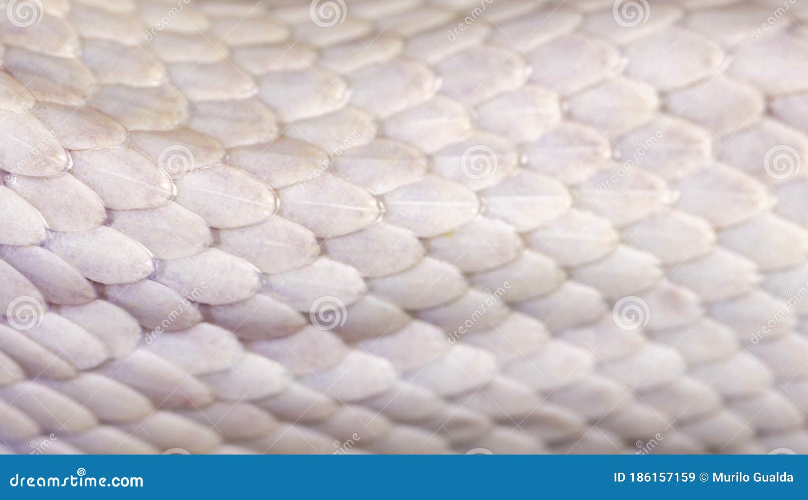 White Snake Skin, Texture, Background Stock Image - Image of brown ...