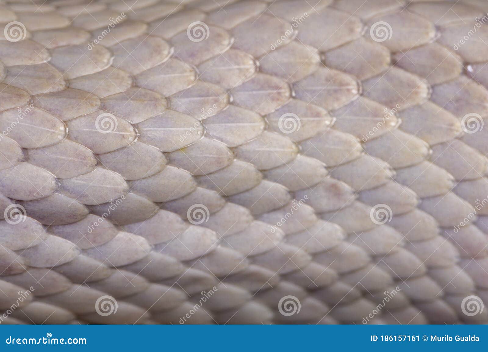 White Snake Skin, Texture, Background Stock Image - Image of horizontal ...