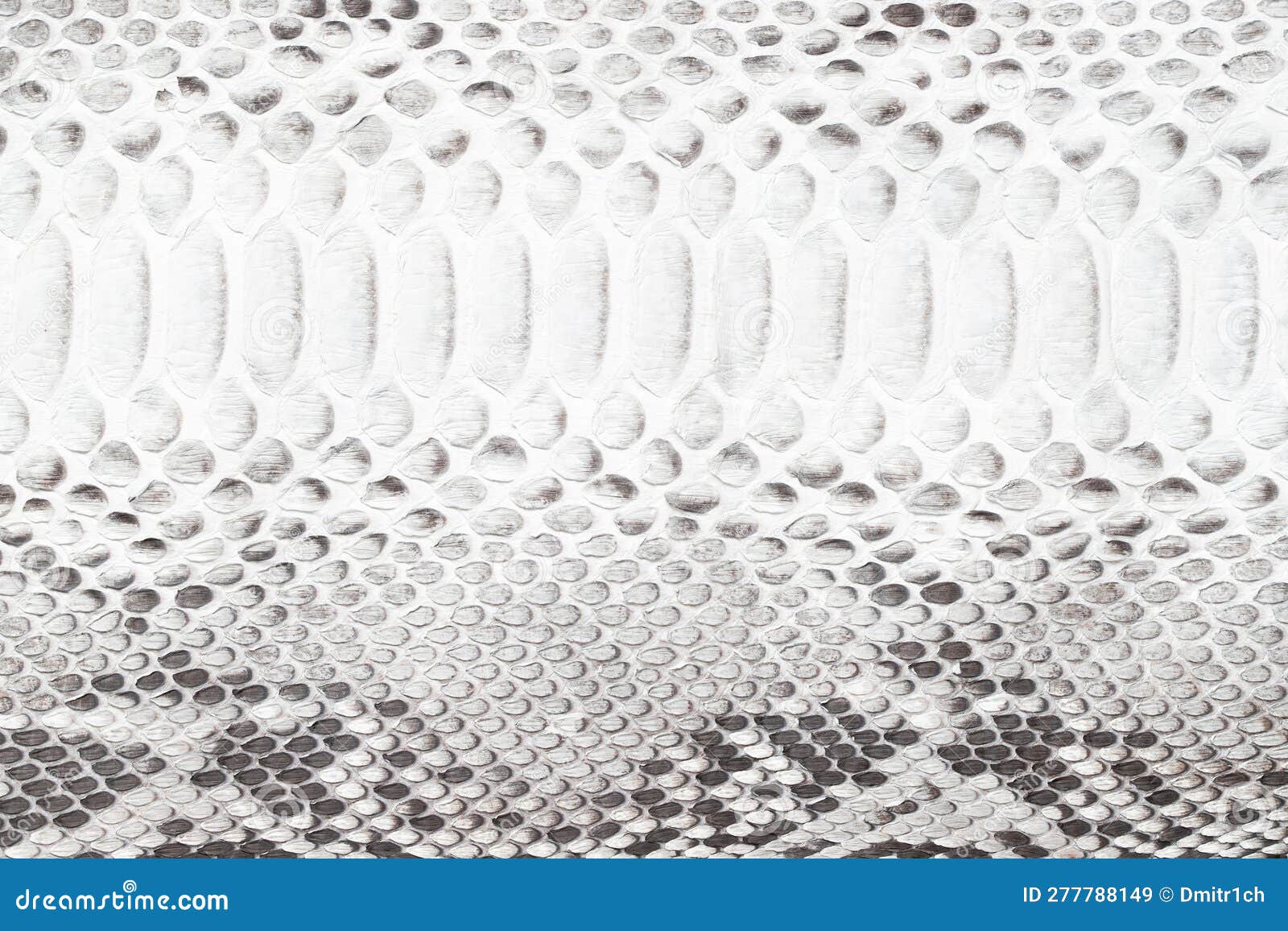 White Snake Skin Texture, Reptile Leather As Background Stock Image ...