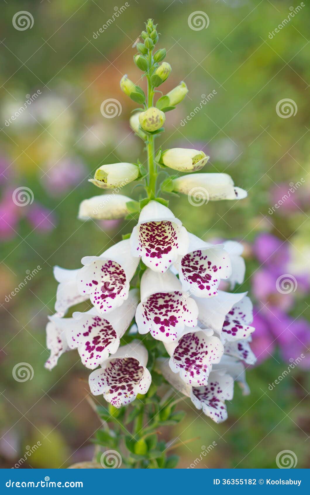 Snapdragon Plant Dried