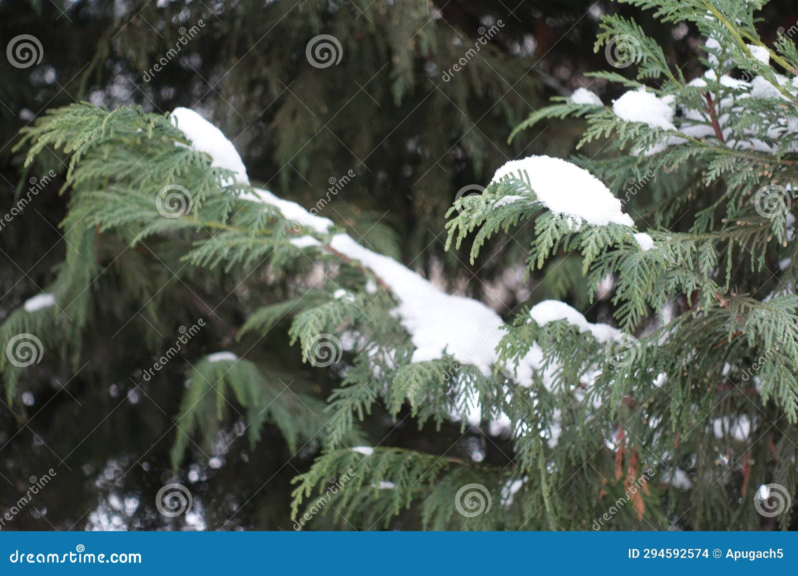 Lawson Cypress Tree With Snow Background. Lawson Cypress Tree In Winter ...