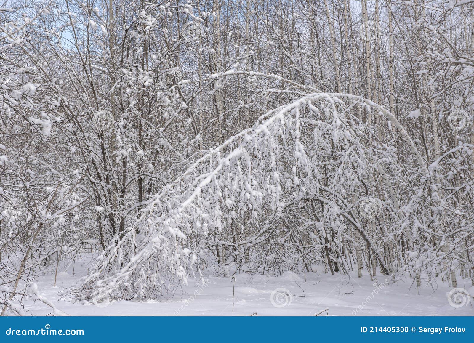 The White Snow-covered Birch Tree Bent in an Arc To the Ground Stock ...