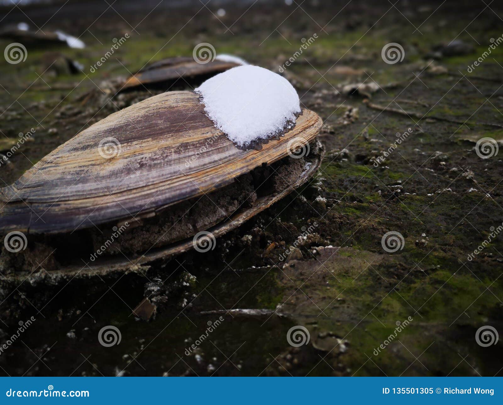 The White Snow Covering the Shell Stock Image - Image of protecting ...