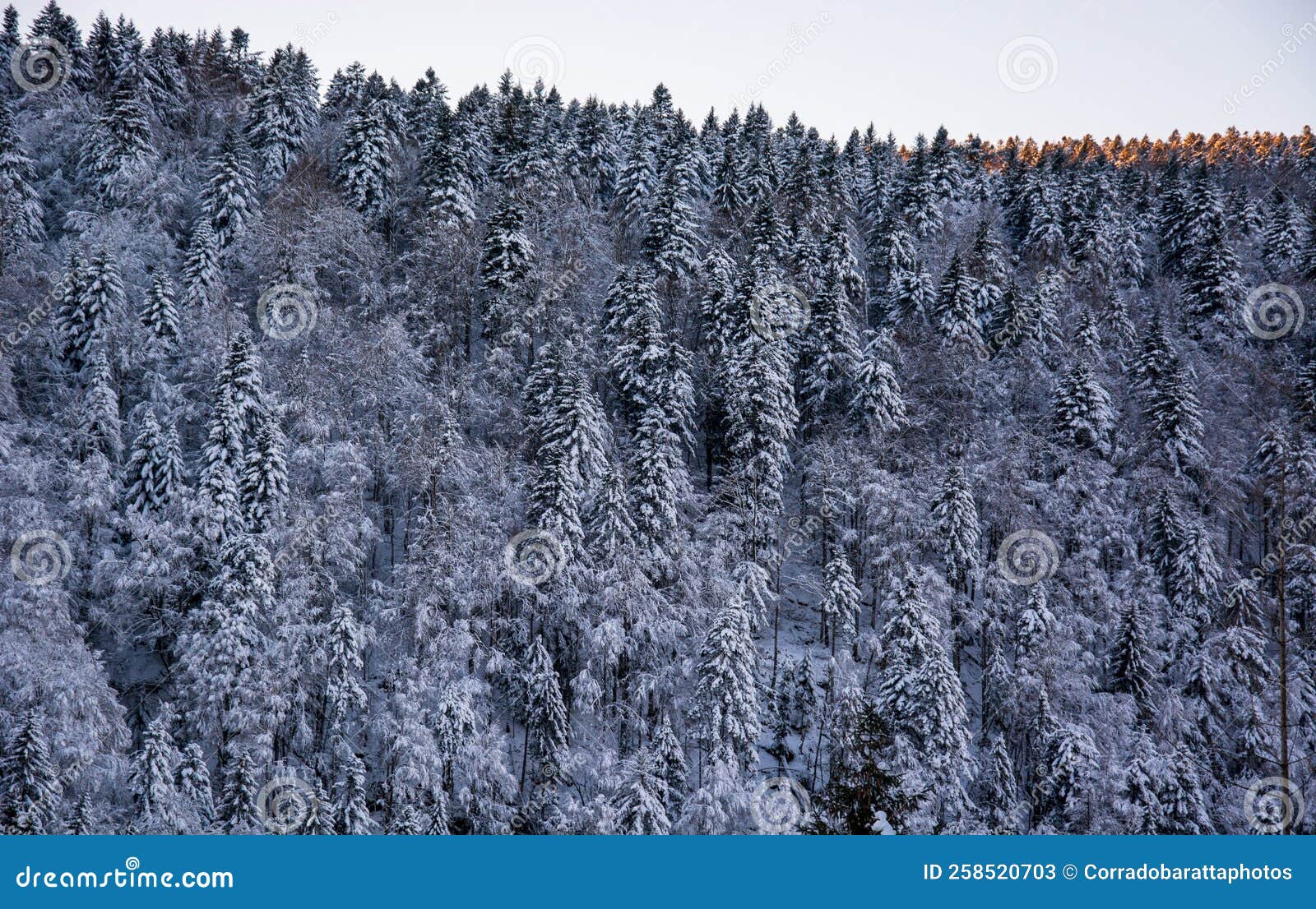 The White of the Snow Covers the Pines on the Mountains Stock Image ...