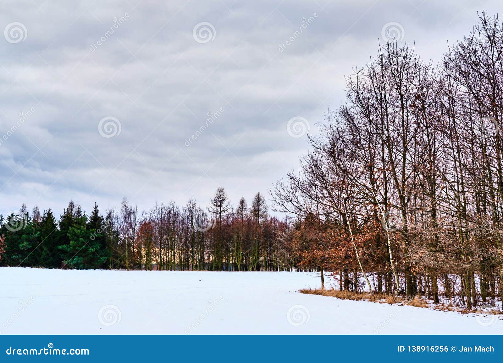 Field and trees in winter stock photo. Image of cloudscape - 138916256