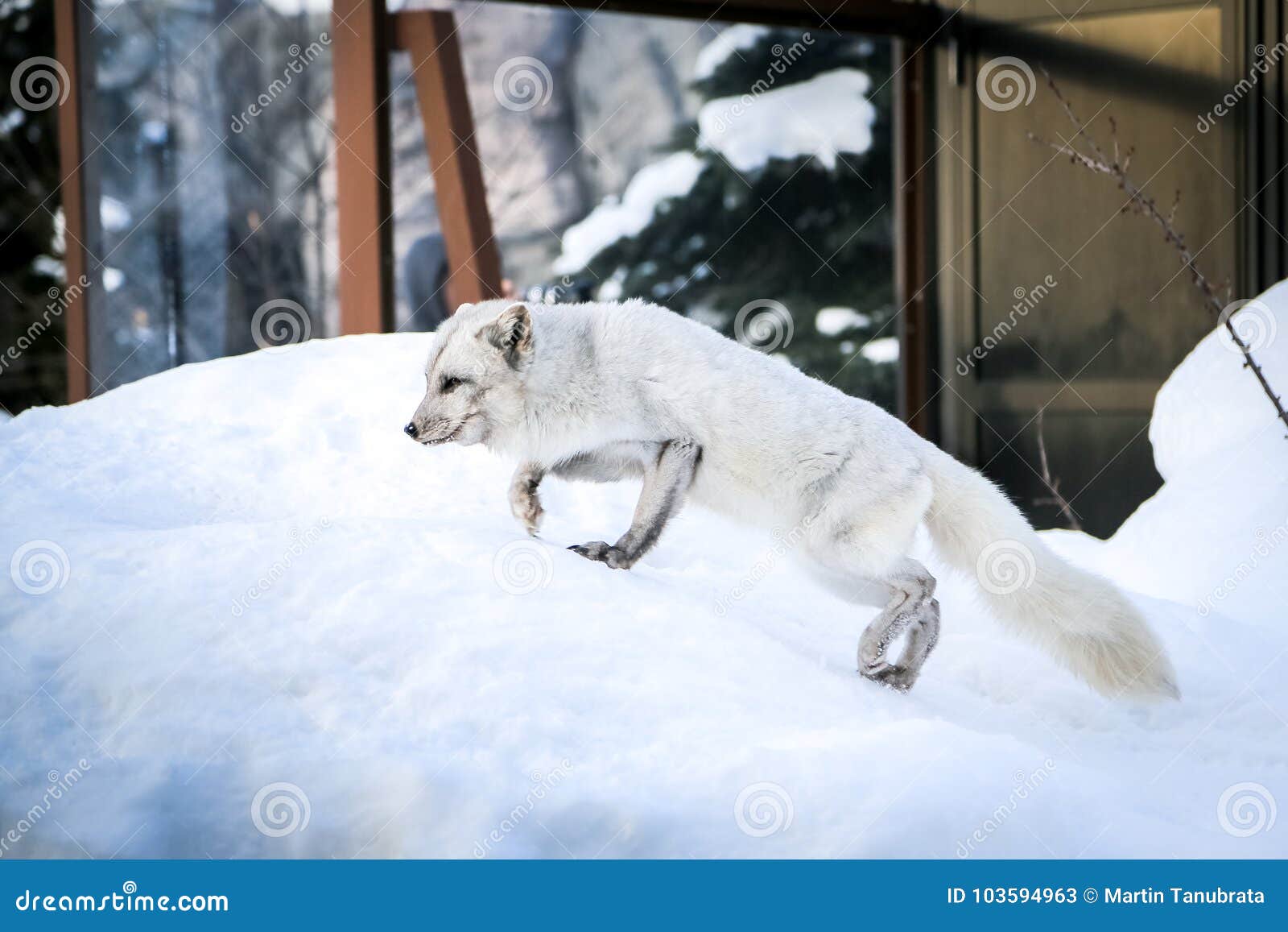 White snow fox in Japan stock image. Image of snowing - 103594963
