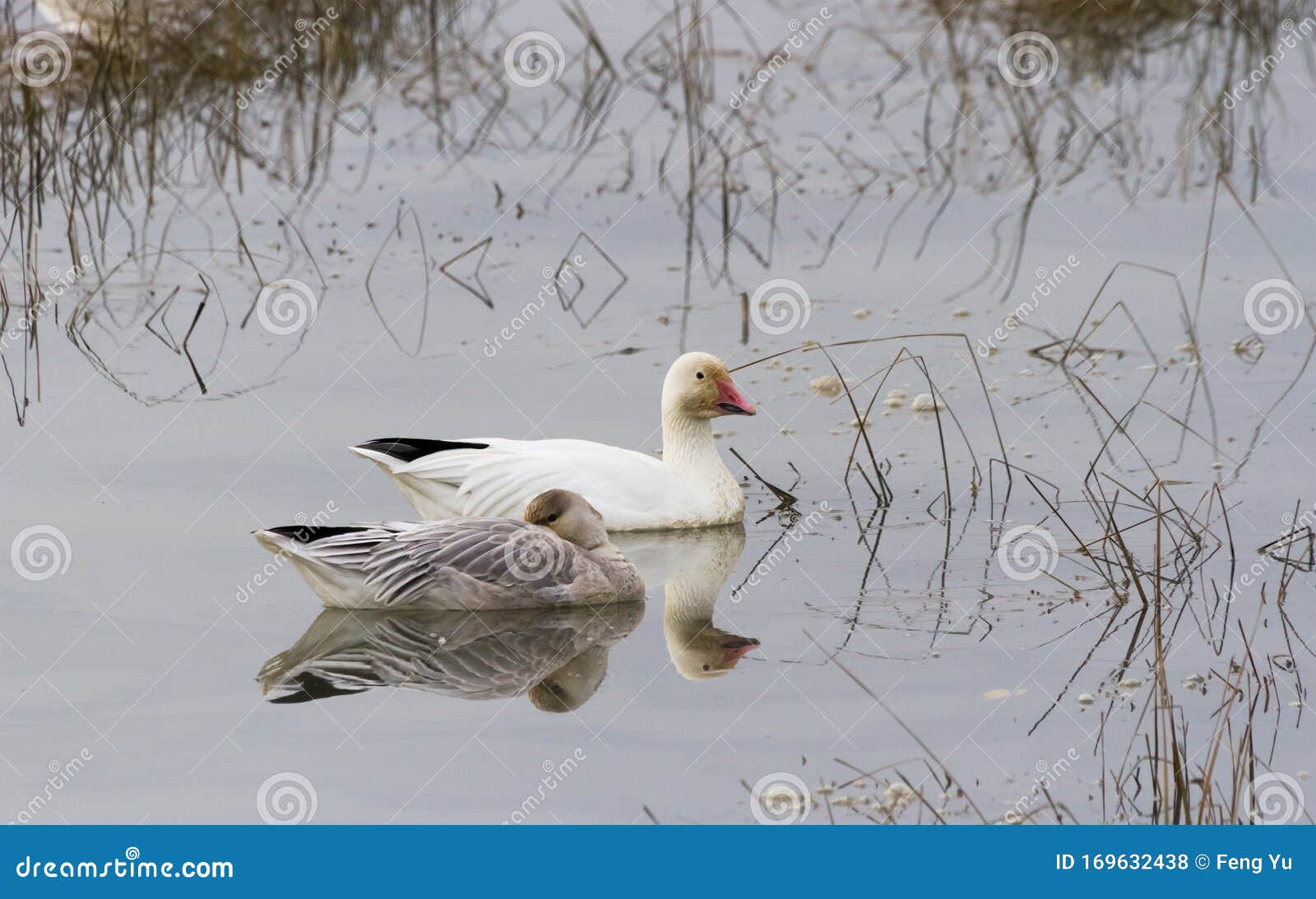 White Snow Goose stock photo. Image of snow, wildlife - 169632438