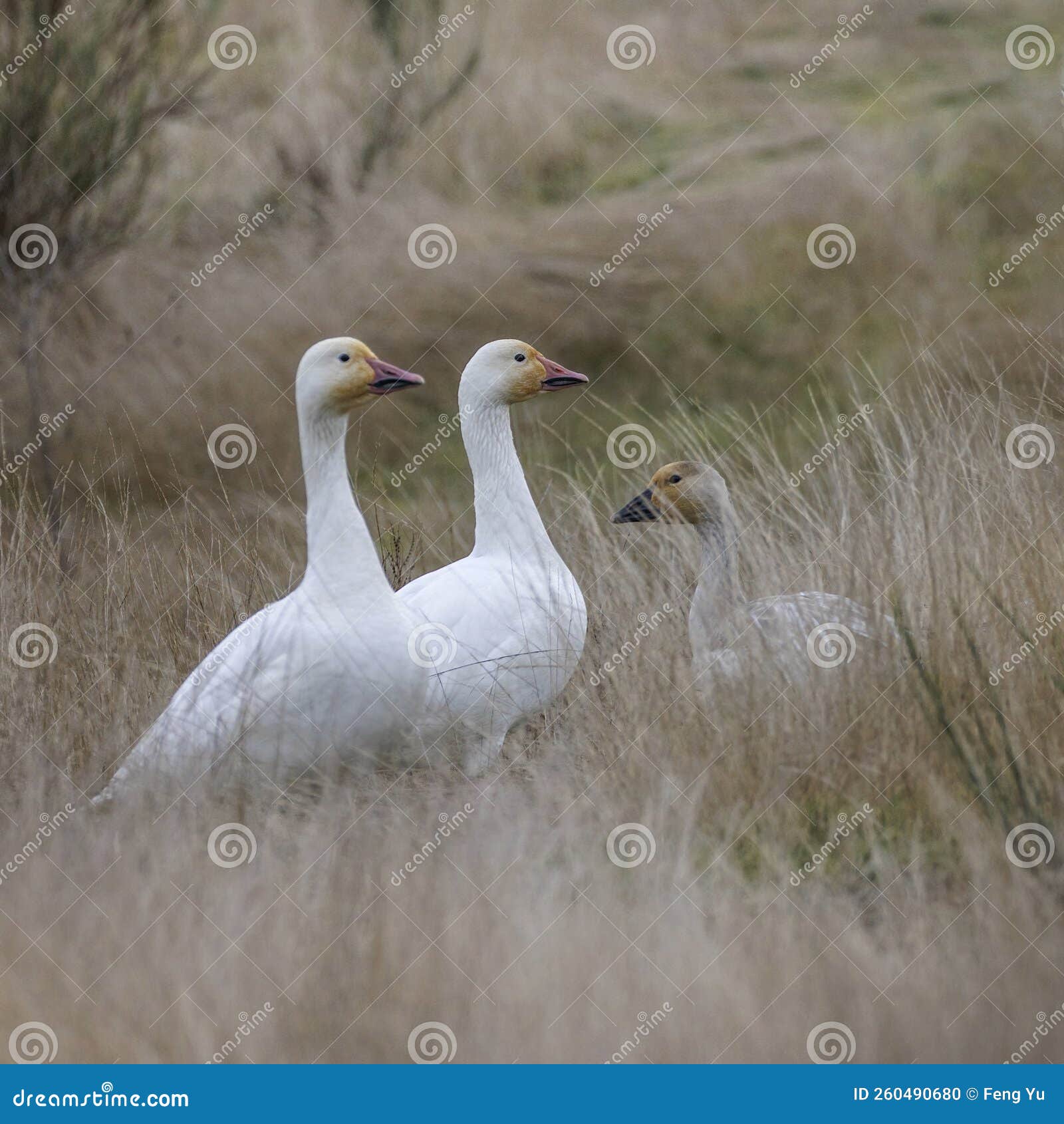 White Snow goose stock photo. Image of snow, america - 260490680