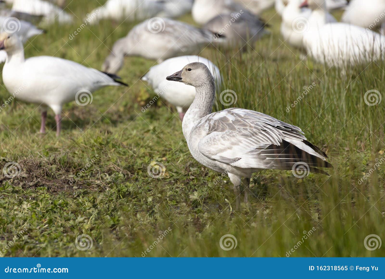White Snow Goose stock image. Image of american, wildlife - 162318565