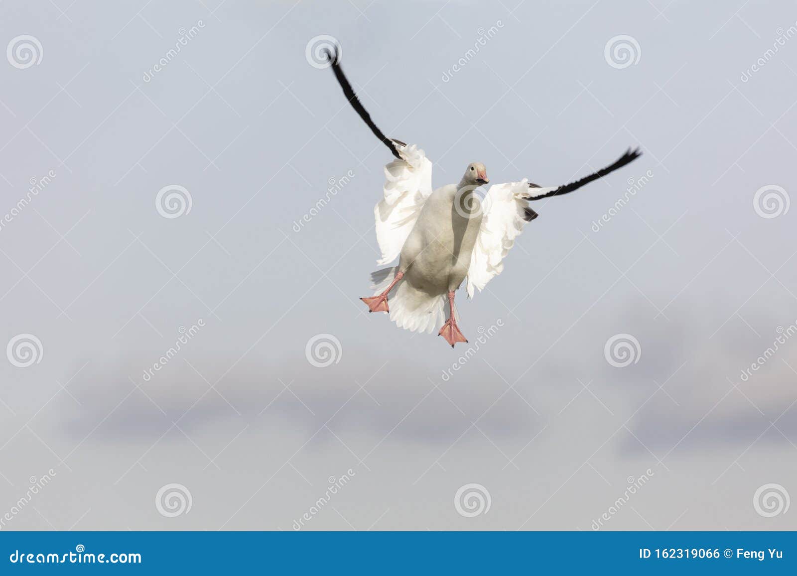 White Snow Goose stock photo. Image of snow, migrating - 162319066