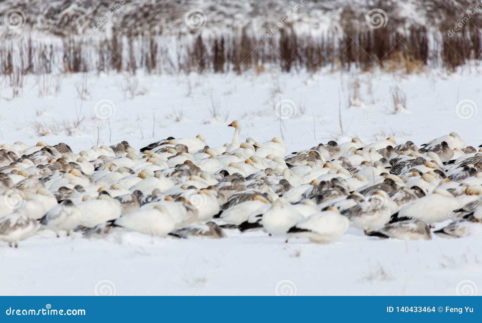 White Snow Goose stock photo. Image of nature, columbia - 140433464